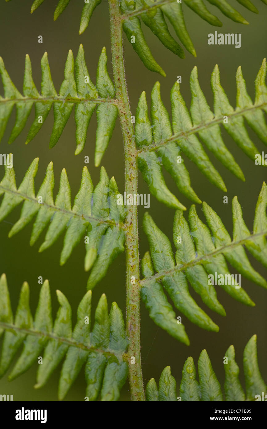 Fauna fauna hi-res stock photography and images - Alamy