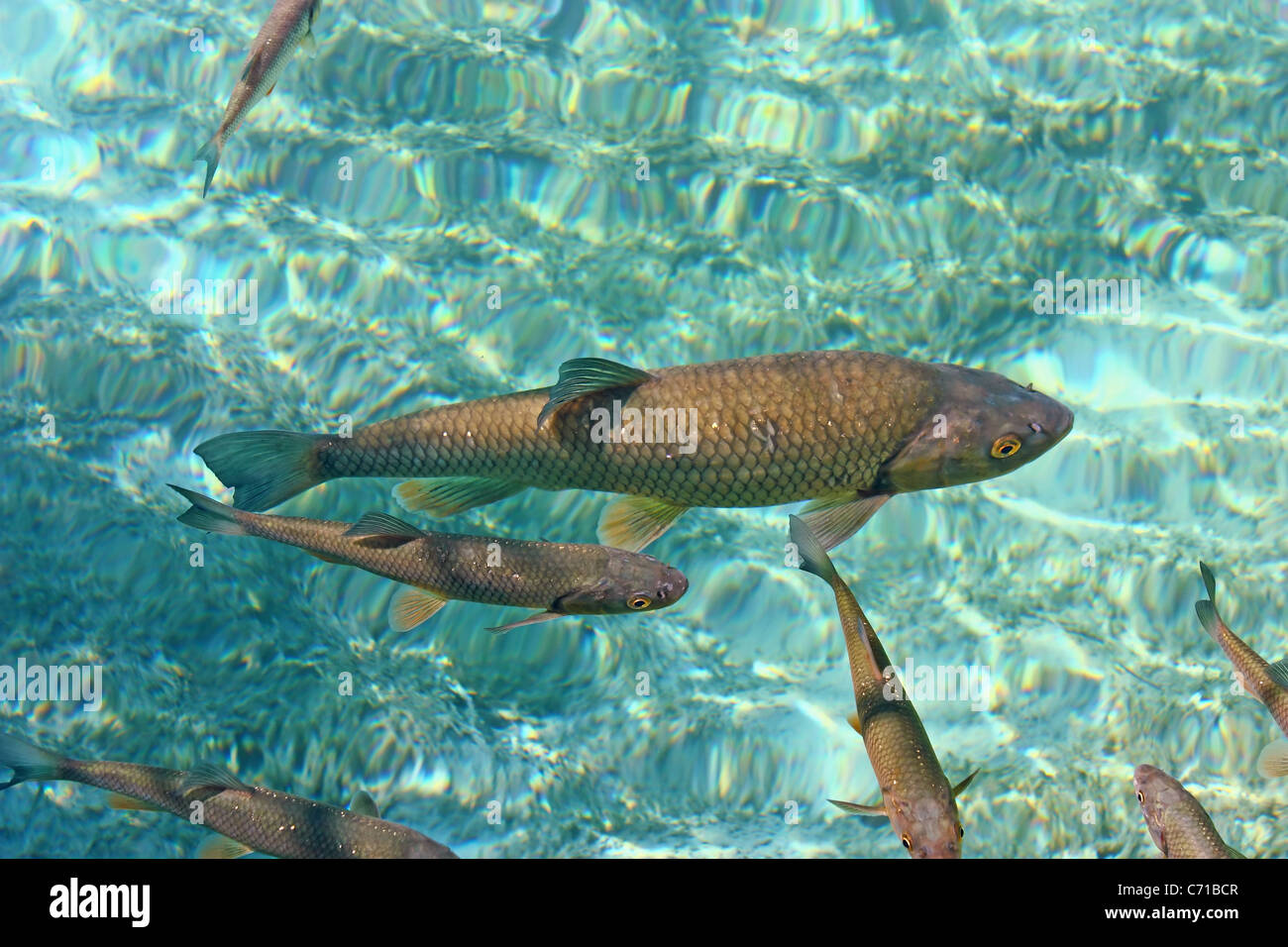 Big trout swimming in crystal clear water of Plitvice Lakes Stock Photo ...