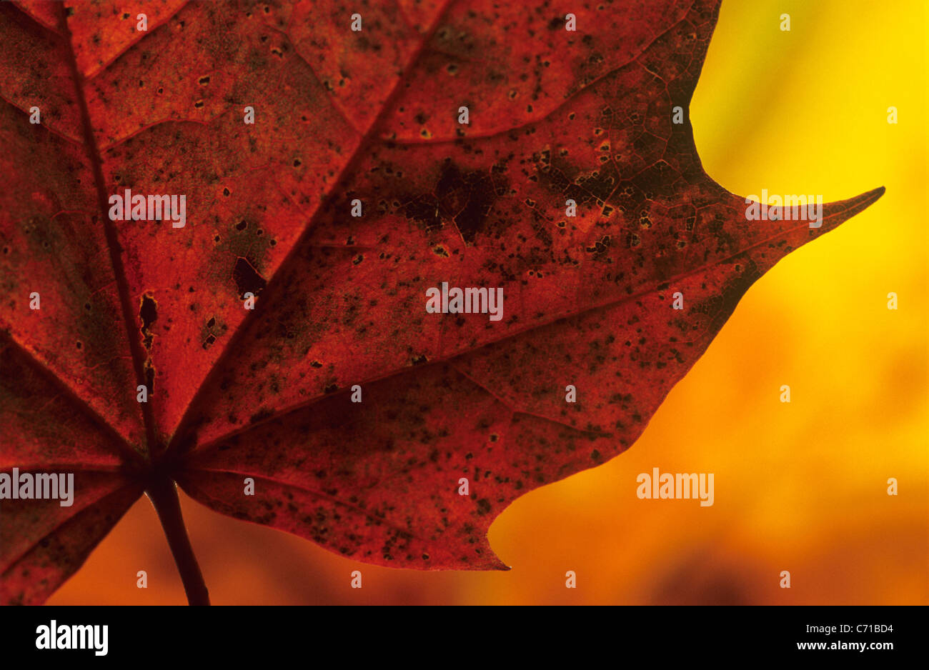 Individual Single Autumn Fall Leaf High Resolution Stock Photography ...