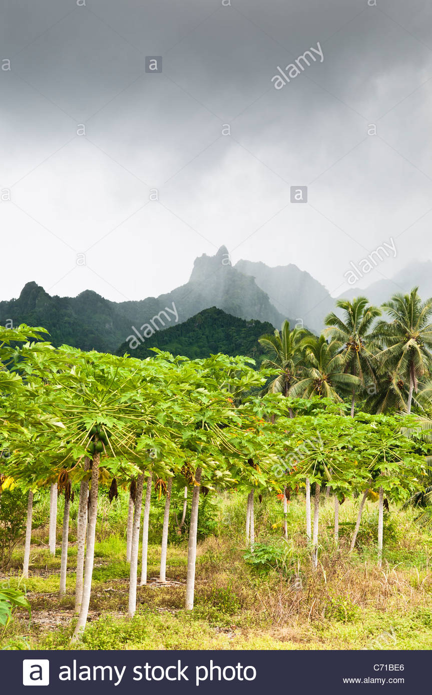Rarotonga Landscape Stock Photos & Rarotonga Landscape Stock Images - Alamy