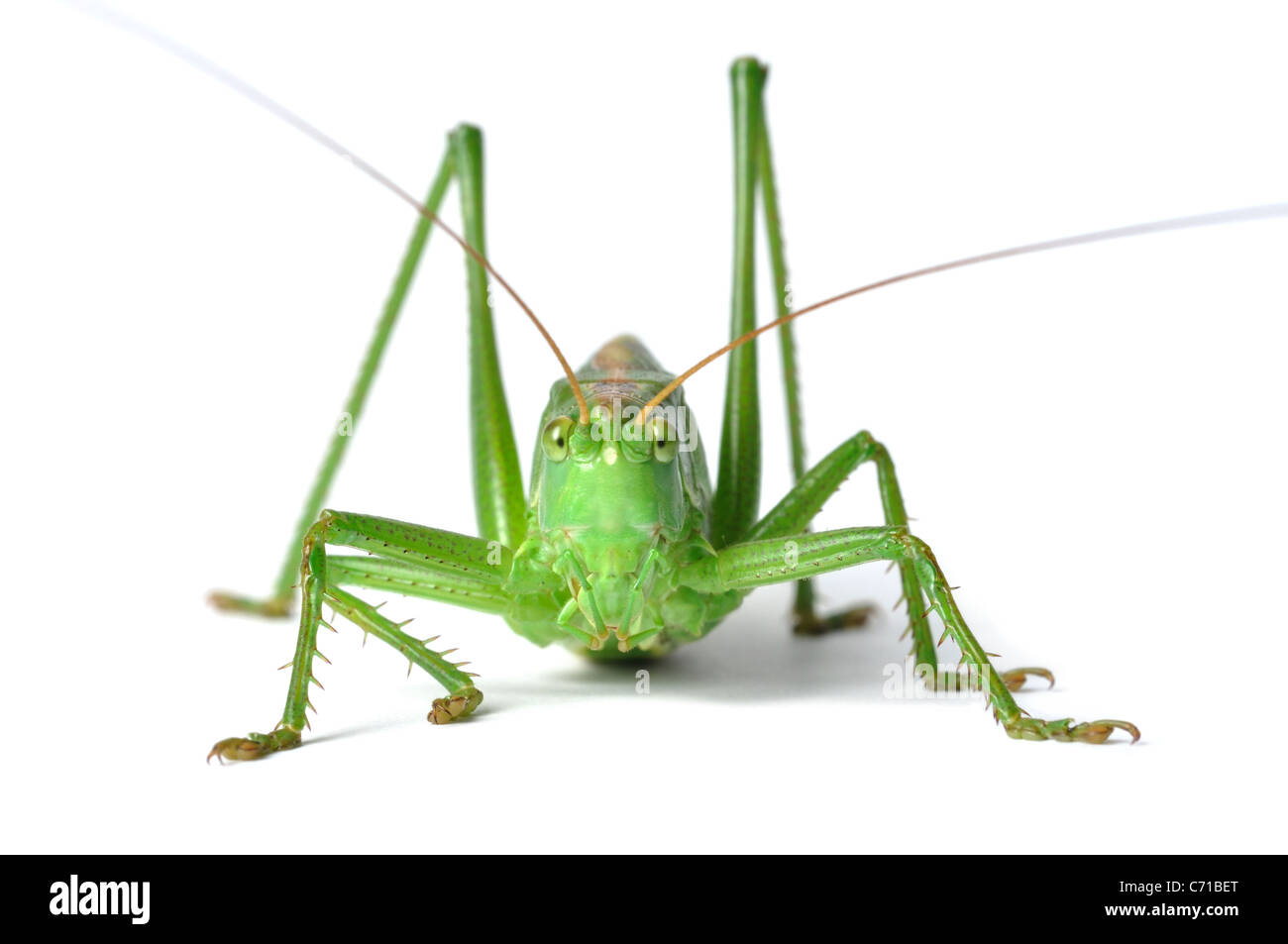 Grasshopper green Cut Out Stock Images & Pictures - Alamy