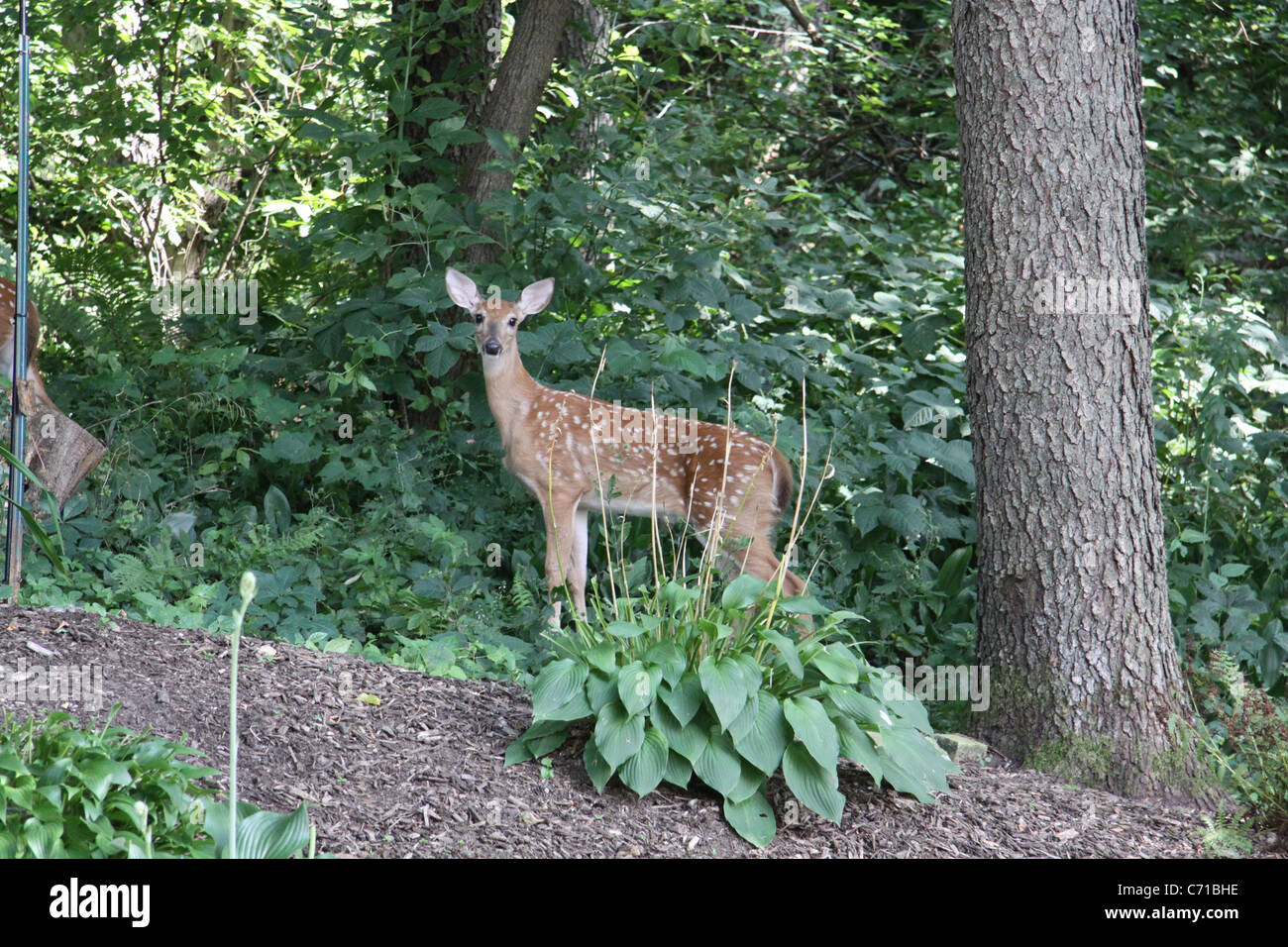 White tail deer spotted fawn standing by hosta in the summer woods ...