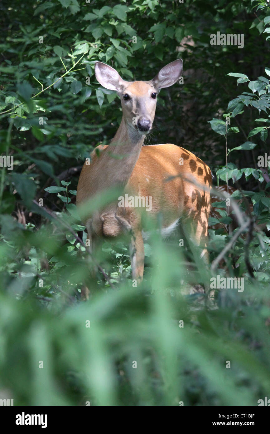 Odocoileus virginianus Alert White tail deer doe standing in green ...