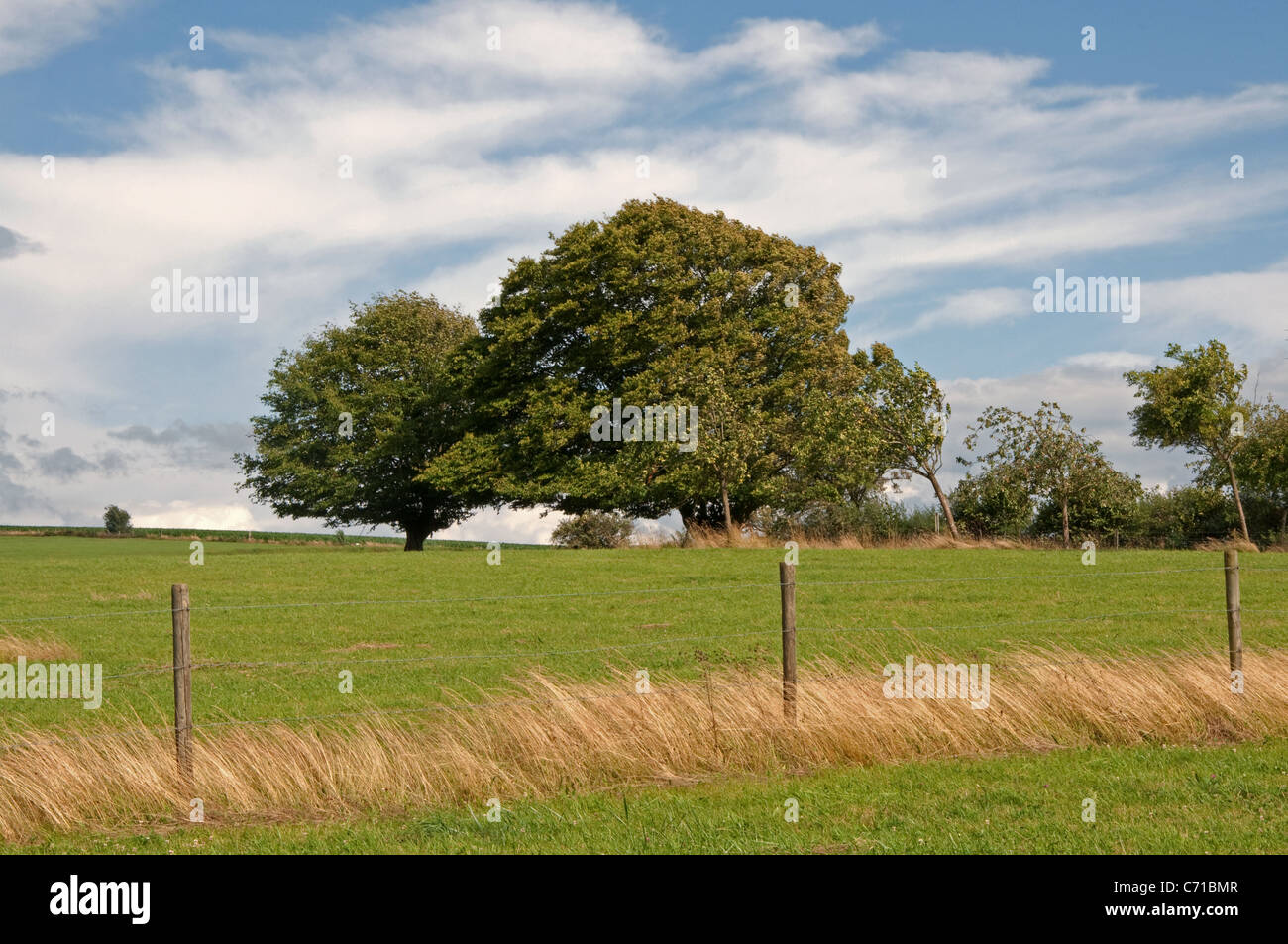 Windy weather trees hi-res stock photography and images - Alamy
