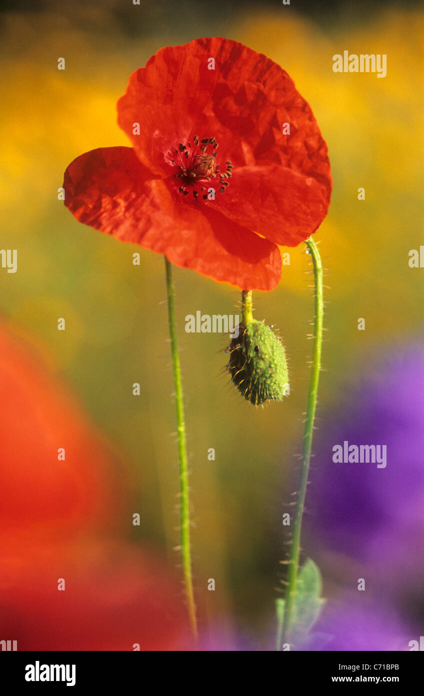 Color as subject hi-res stock photography and images - Alamy