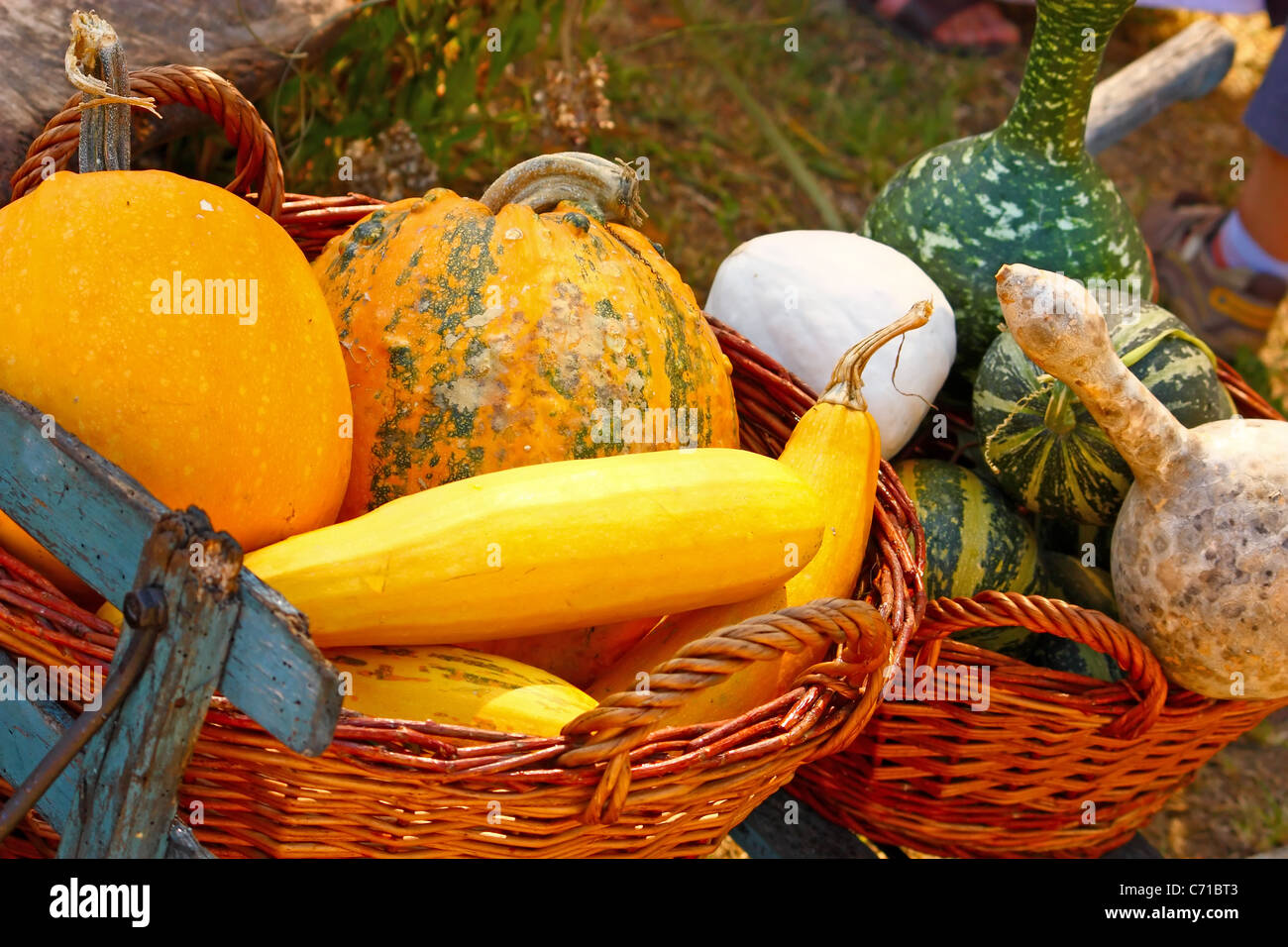 Various decorative gourds in the basket, autumn harvest Stock Photo - Alamy