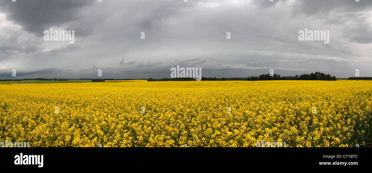 Panorama of a ripe canola crop Stock Photo - Alamy