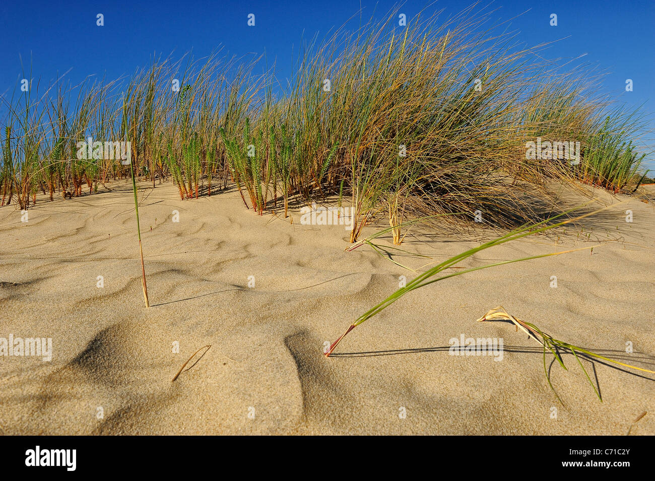 Sand dune covered with European beachgrass, scientific name: Ammophila ...