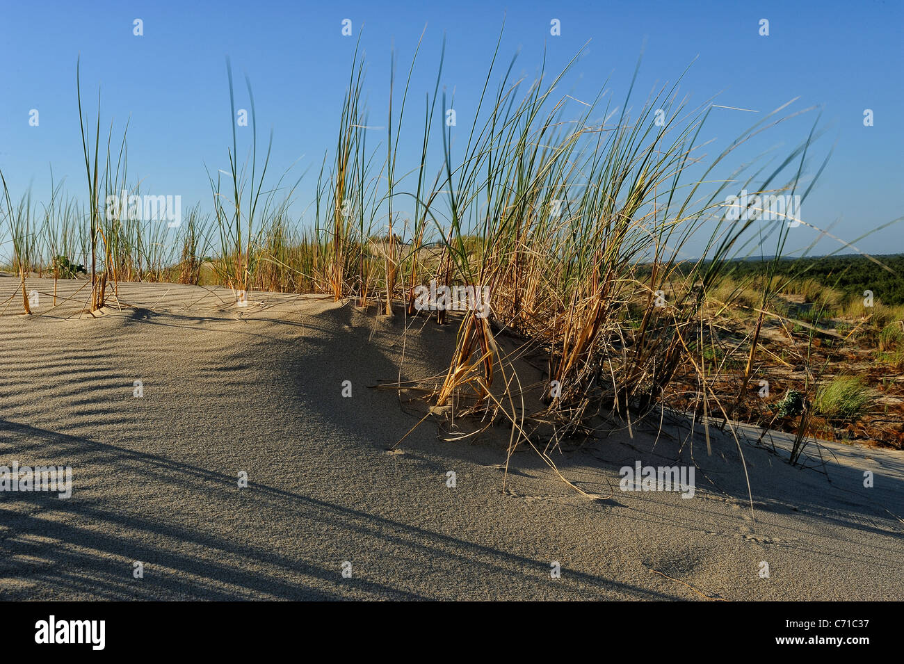 Sand dune covered with European beachgrass, scientific name: Ammophila ...