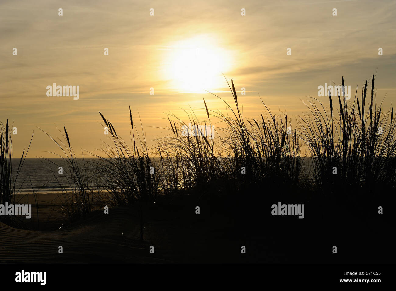 Beach grass silhouette during a yellow sunset over Atlantic ocean from ...