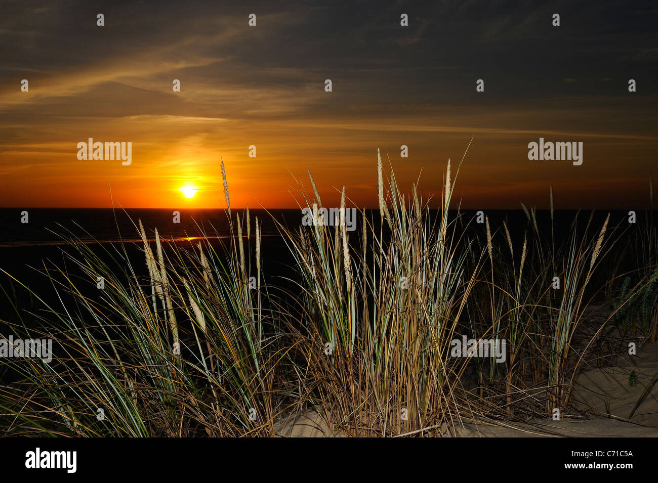 Beach grass silhouette during an orange sunset over Atlantic ocean from ...