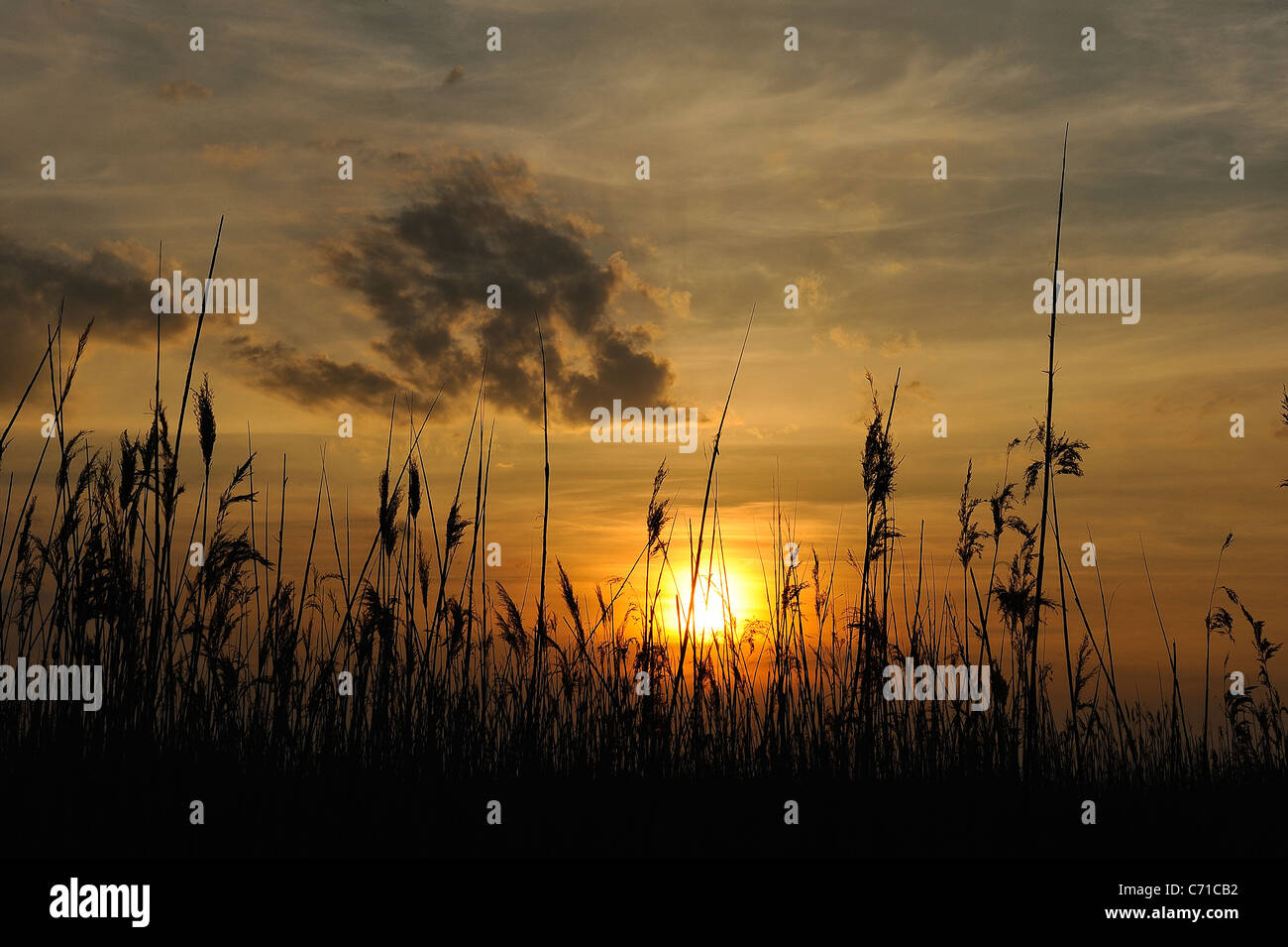 Reed bed sunset hi-res stock photography and images - Alamy