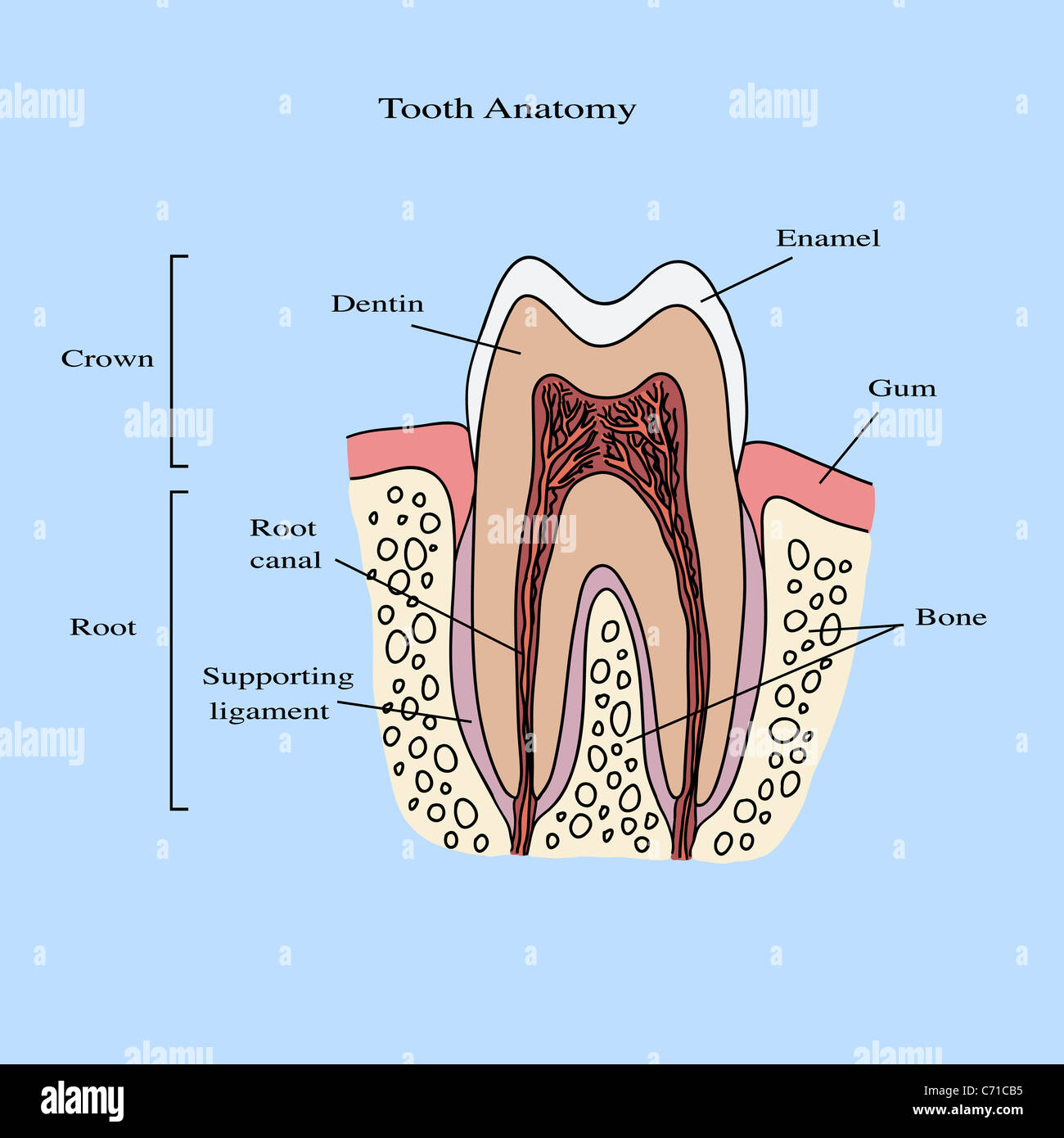 Structure Human Teeth Illustration Stock Photos & Structure Human Teeth ...