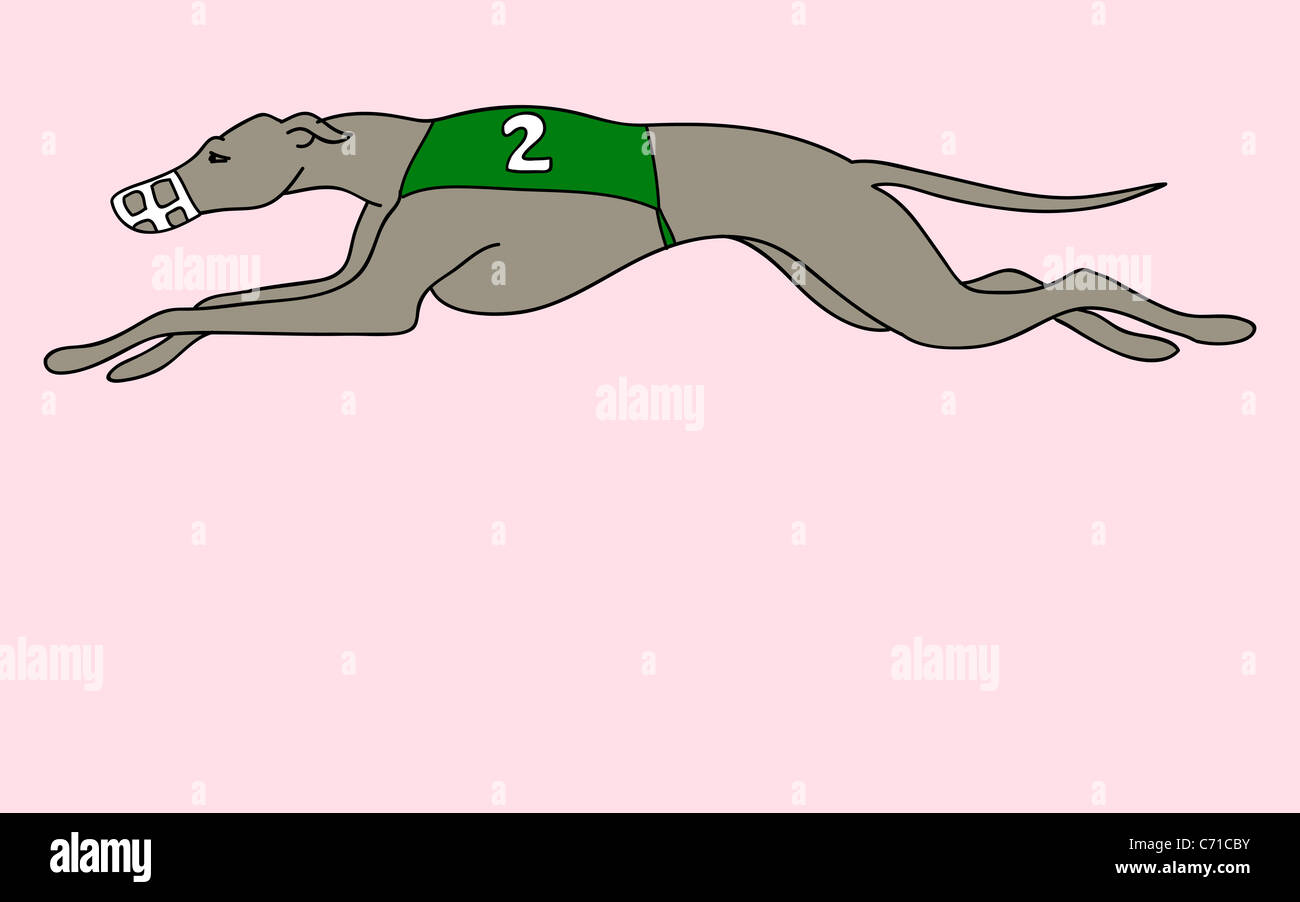 Dogs greyhounds dog racing hi-res stock photography and images - Alamy