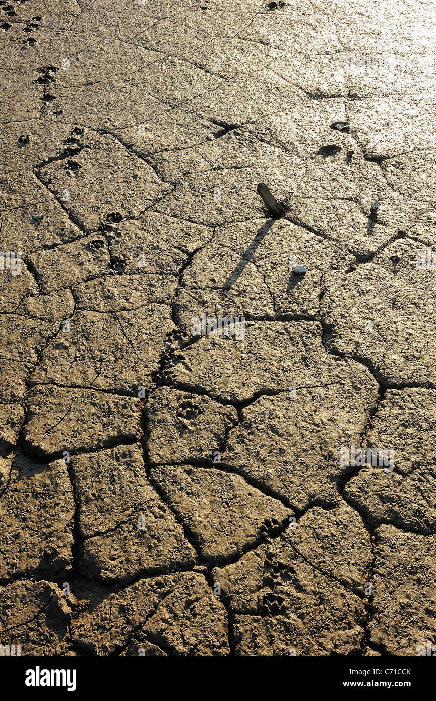 Swamp soil hi-res stock photography and images - Alamy