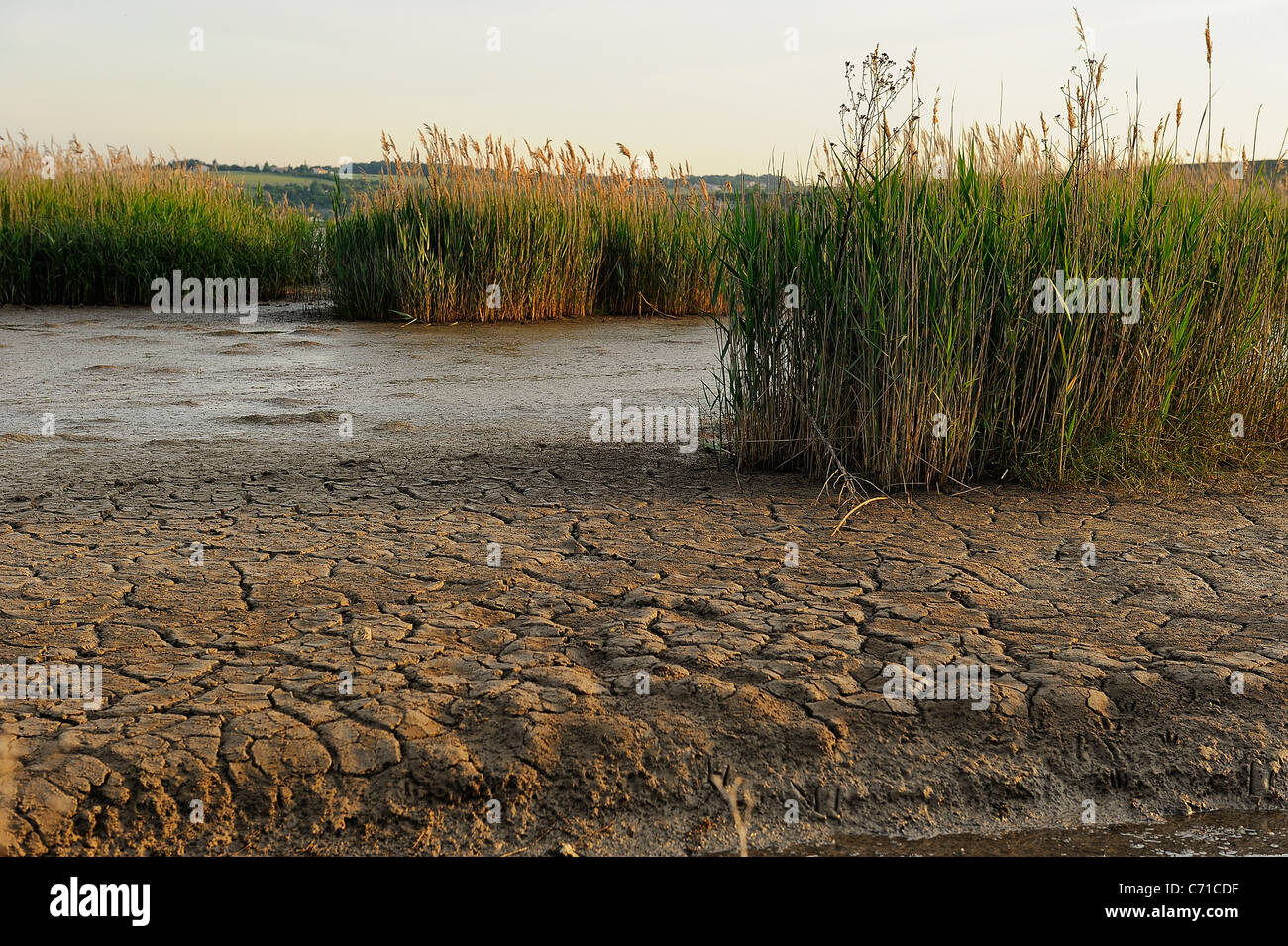 Dry Swamp Stock Photos & Dry Swamp Stock Images - Alamy