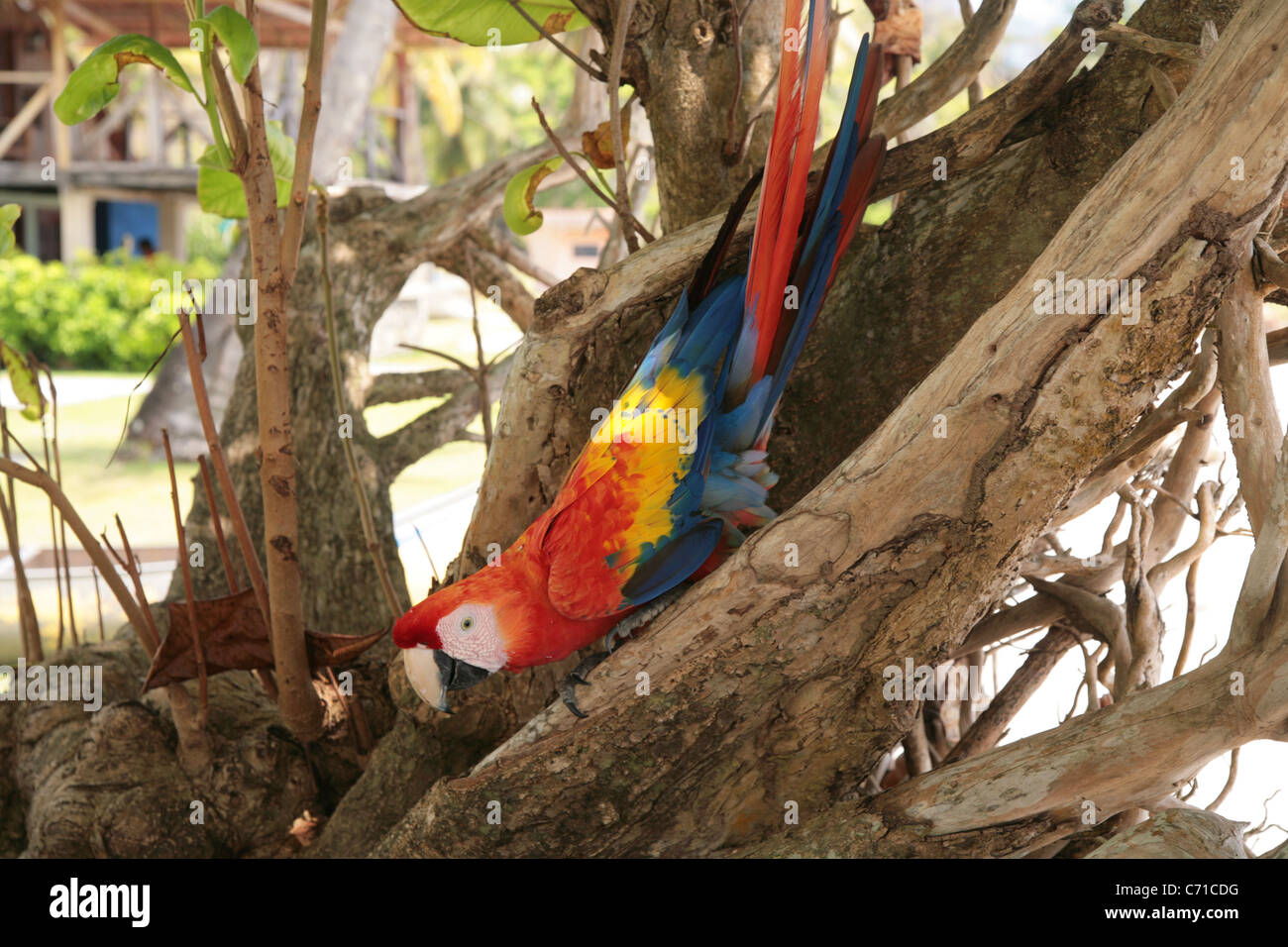 Scarlet macaw ara macao parrot hi-res stock photography and images - Alamy