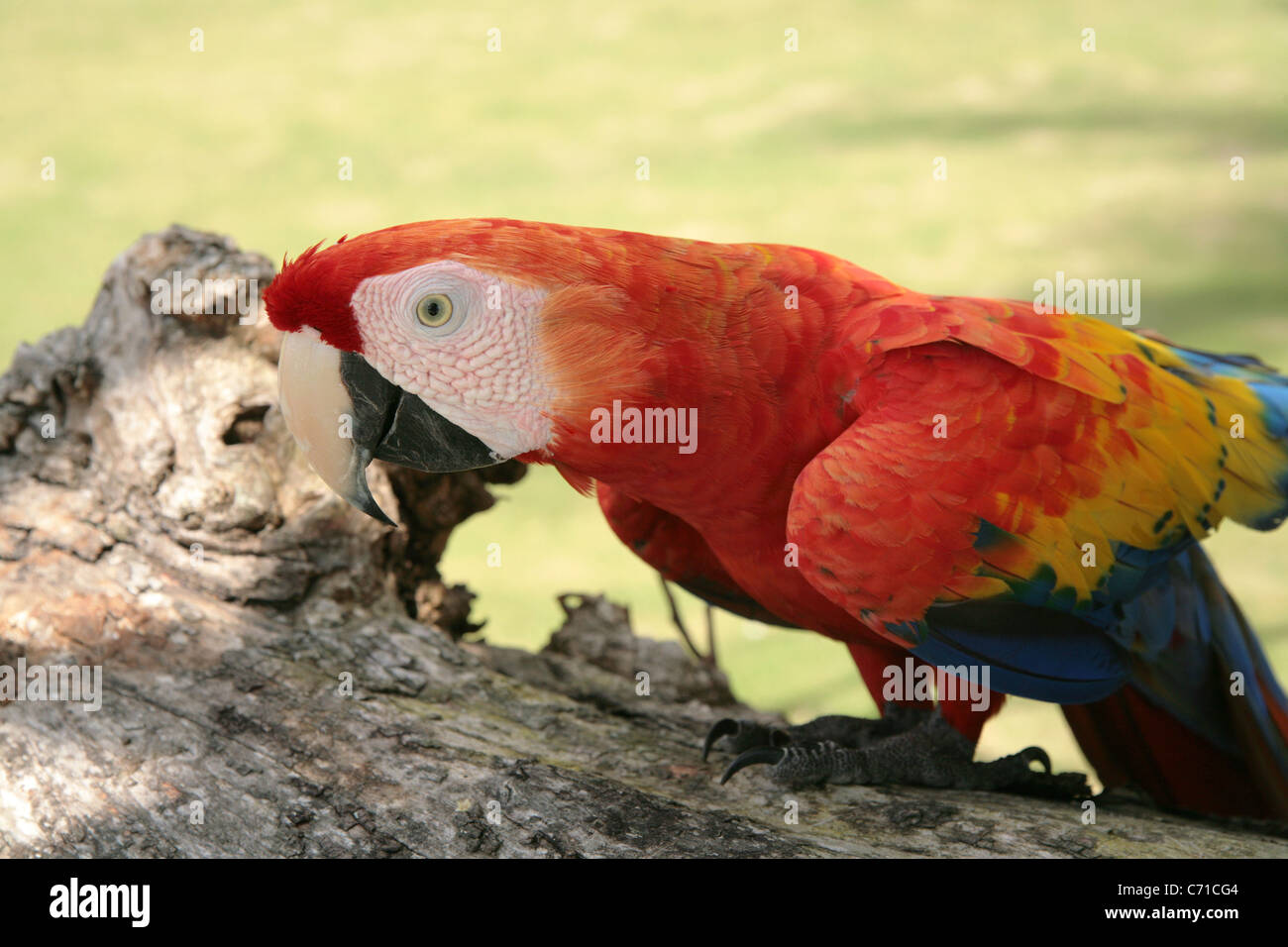 Ara genus hi-res stock photography and images - Alamy