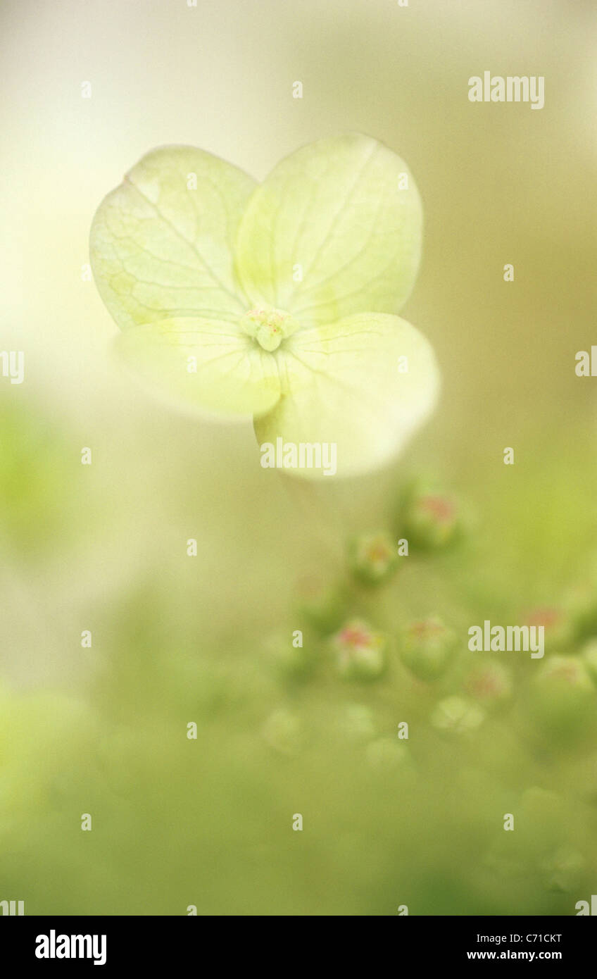 Hydrangea Single cream flower Stock Photo - Alamy