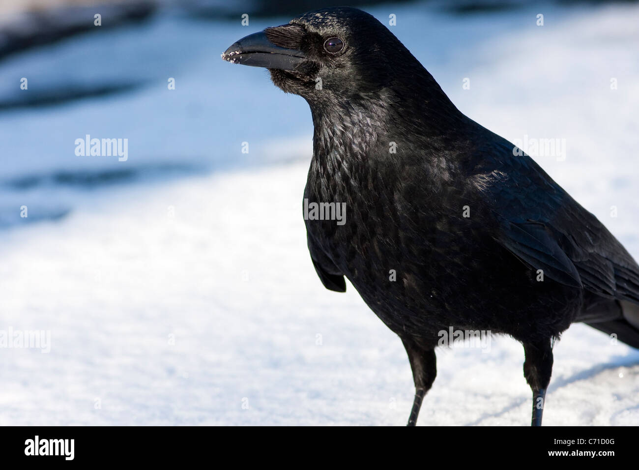 Alert Carrion Crow in Snow Stock Photo - Alamy