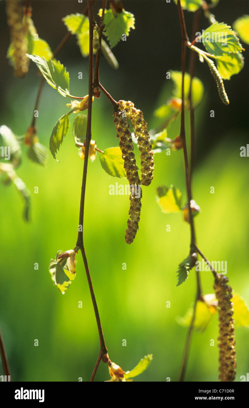 Seed catkins on tree branch hi-res stock photography and images - Alamy