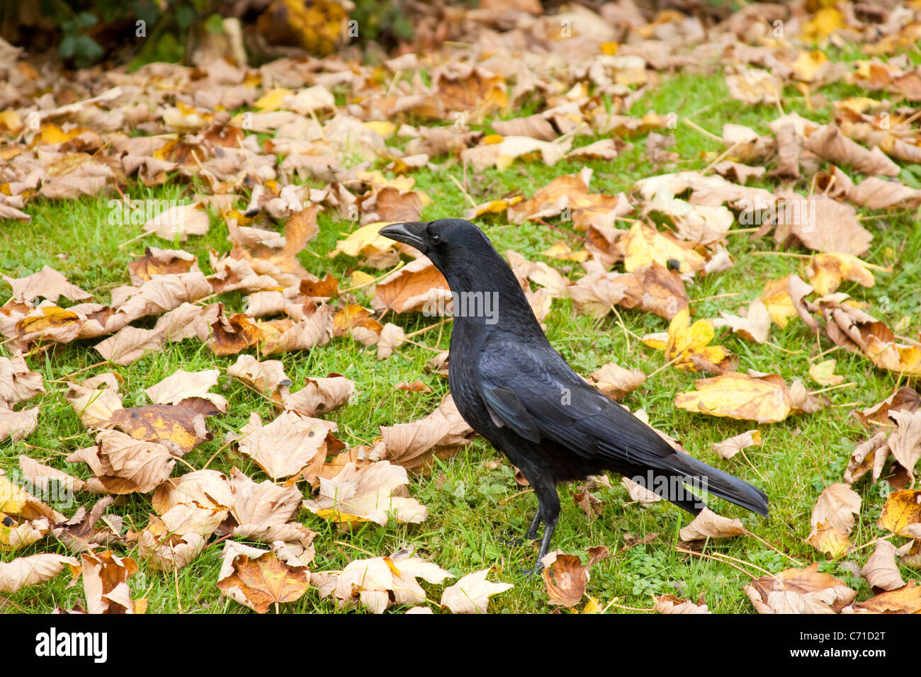 Crow autumn hi-res stock photography and images - Alamy