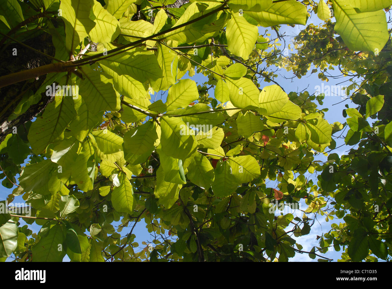 rainforest leaves, Green Island, Great Barrier Reef, Queensland ...