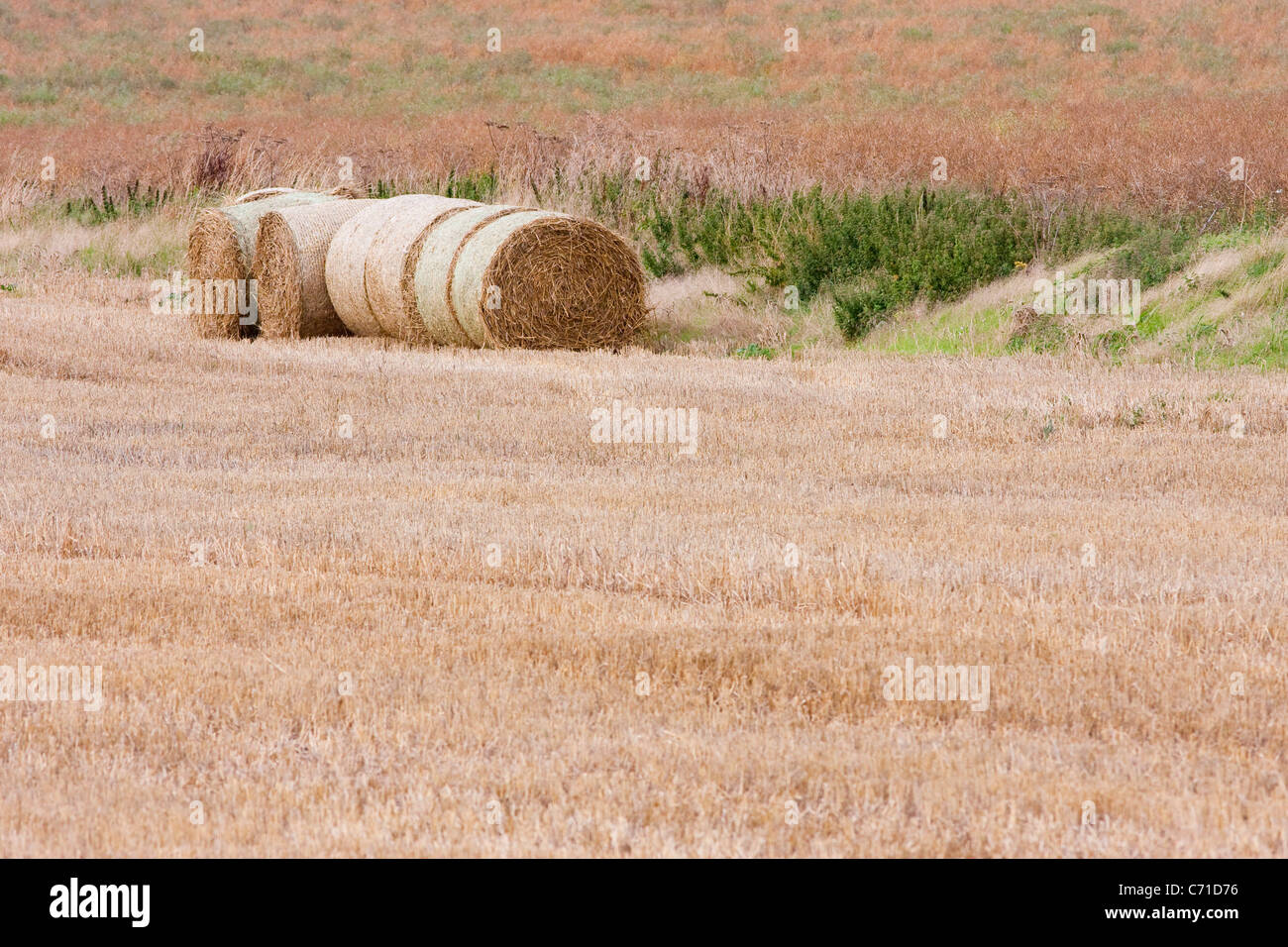 Summer Hay Field View with Large Round Bales in stubble Stock Photo - Alamy