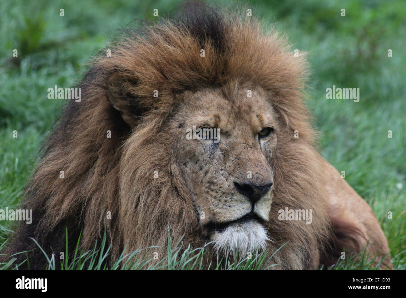 Fed up cat hi-res stock photography and images - Alamy