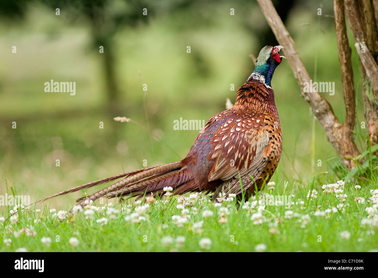 Pheasant Male Calling Profile View on Flower Meadow Stock Photo - Alamy