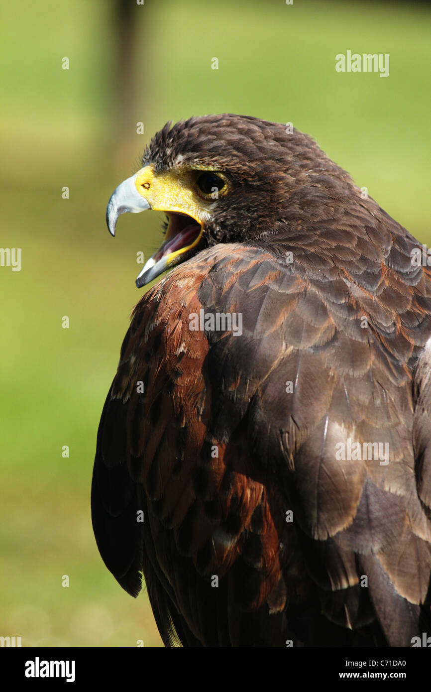 Hawk beak open hi-res stock photography and images - Alamy
