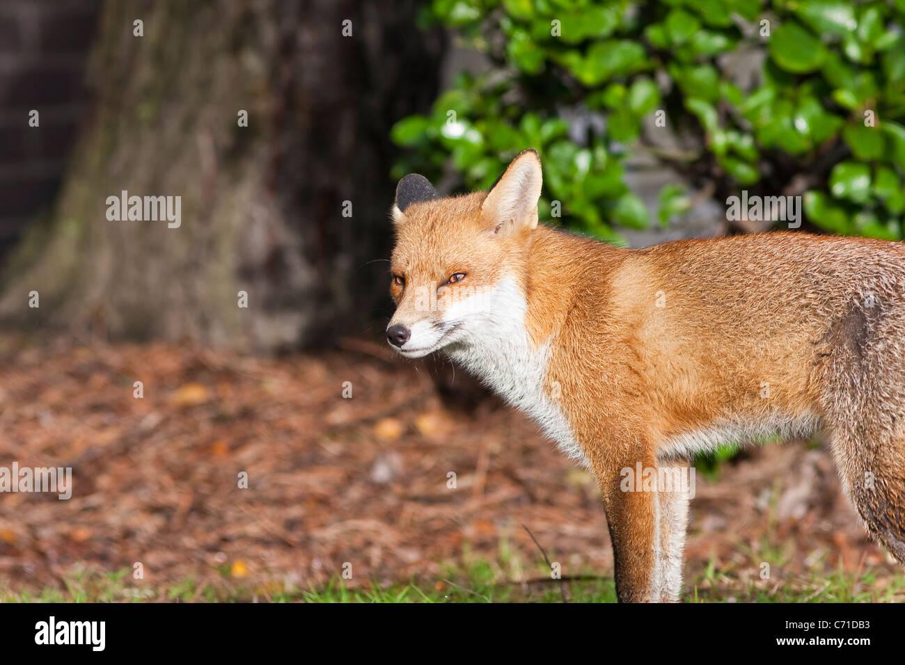 Red Fox with leaves and tree in backround Stock Photo - Alamy
