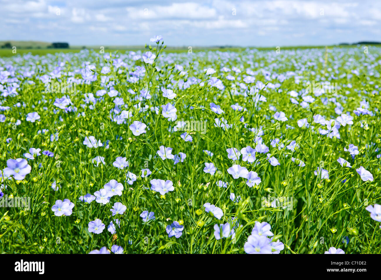 Field of many flowering flax plants with blue sky Stock Photo - Alamy