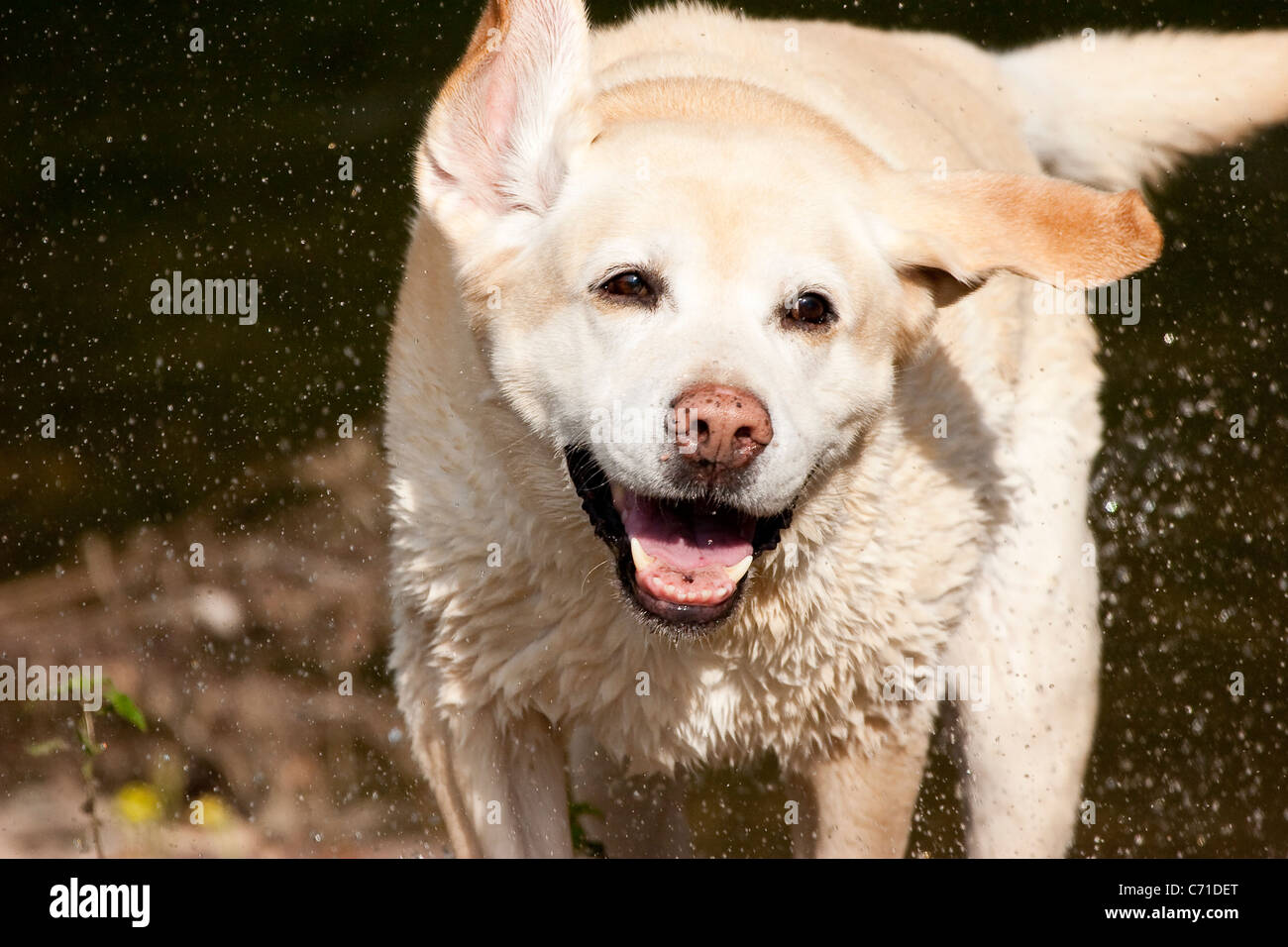 Shaking Happy Golden Labrador Stock Photo - Alamy
