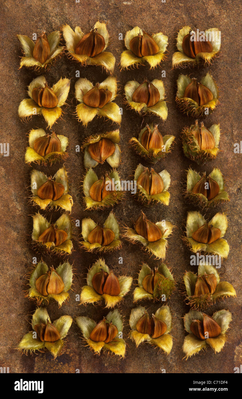 Fagus sylvatica Beech tree fruit known as beechnuts in rows Stock Photo ...