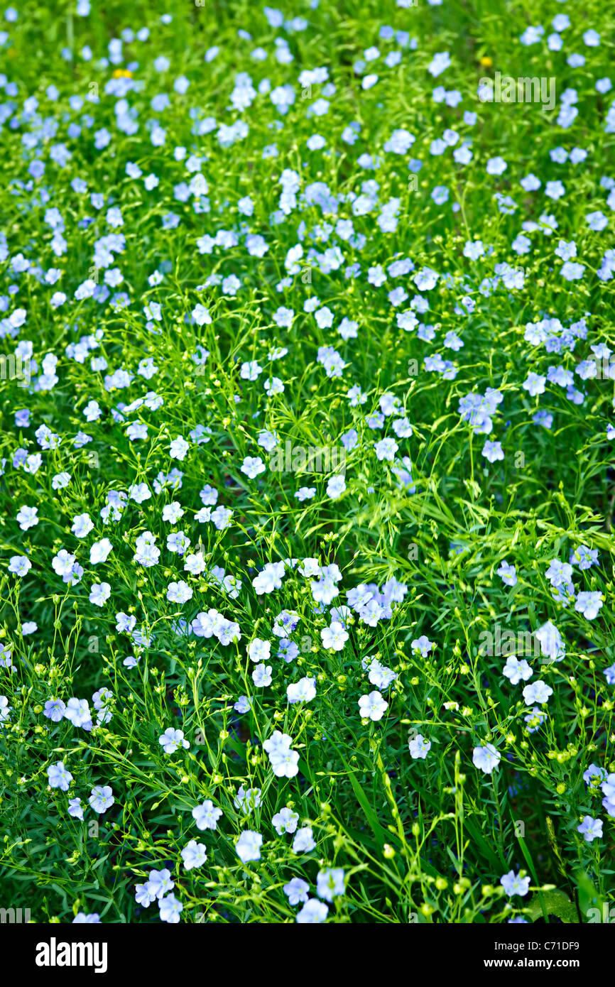 Background of blooming blue flax in a farm field Stock Photo - Alamy