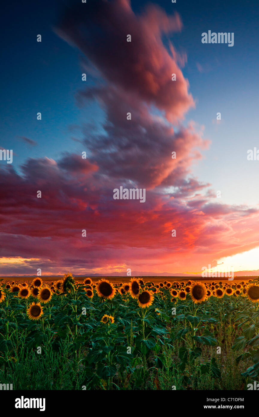 A beautiful pink sunset over the eastern plains of Colorado sunflower ...