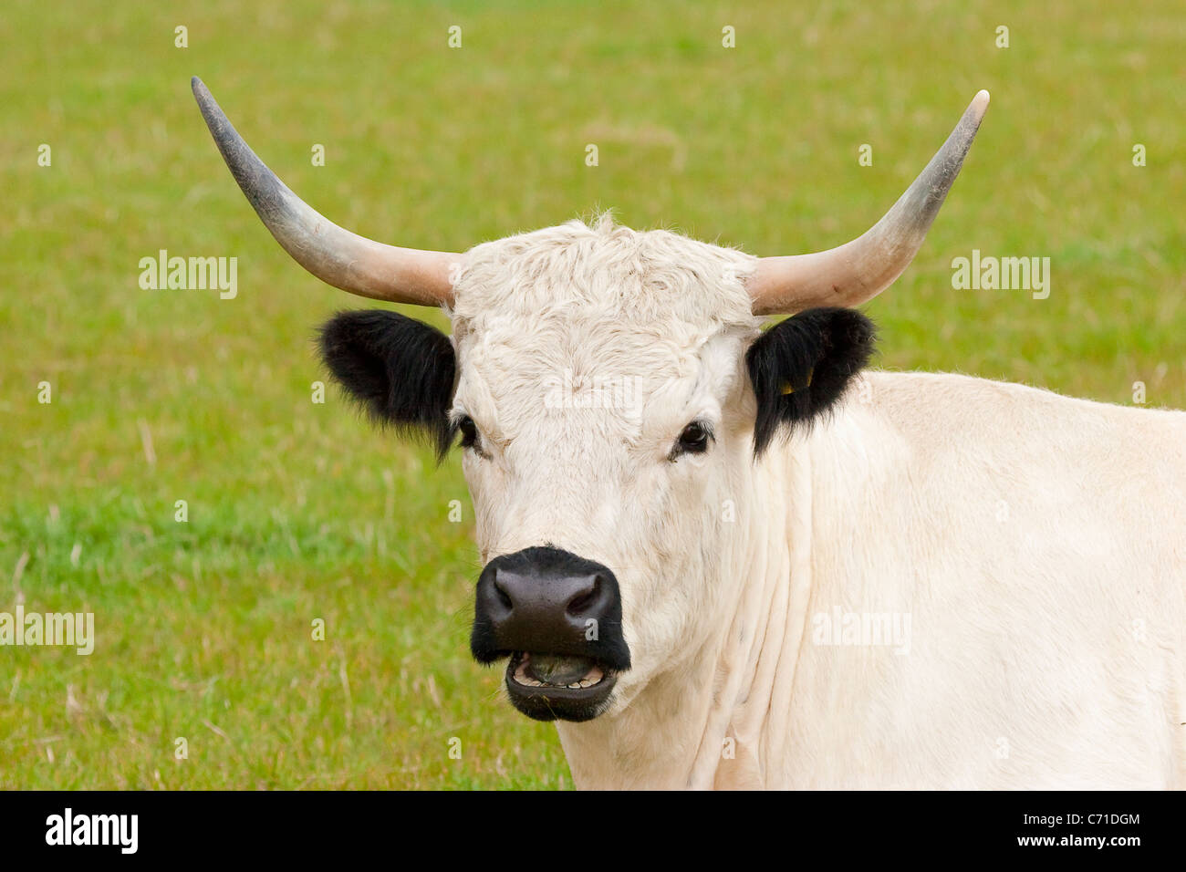 Rare breed cow hi-res stock photography and images - Alamy
