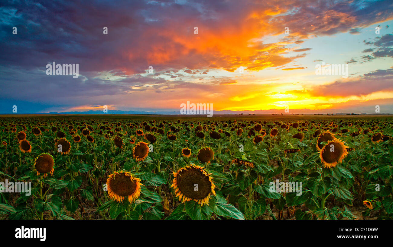 Setting sun over sunflower field hi-res stock photography and images ...