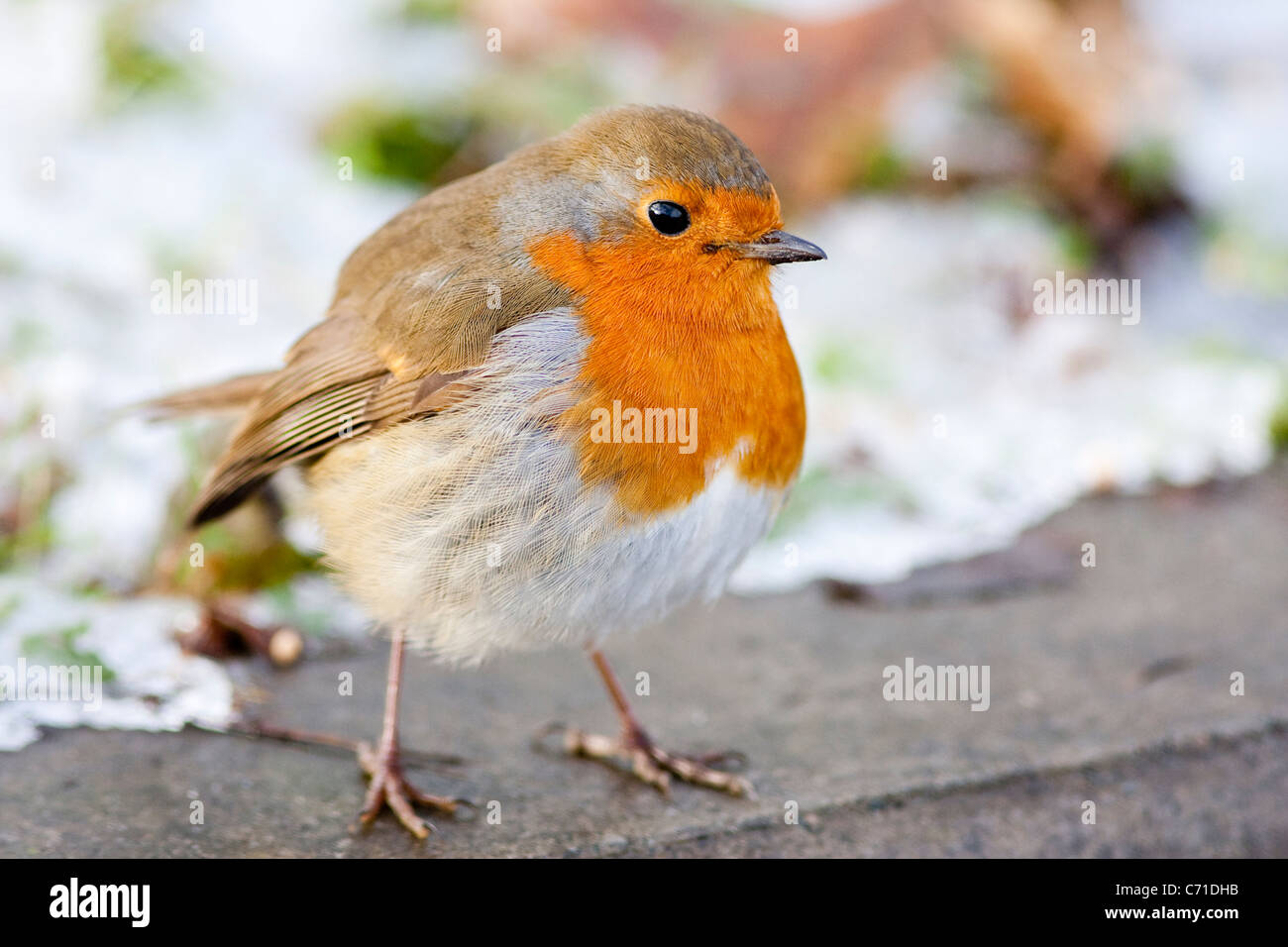 Robin ice hi-res stock photography and images - Alamy