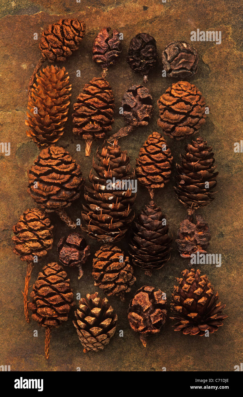 Pinus, Abies, Picea, Pine, Fir, Spruce seed cones Stock Photo - Alamy