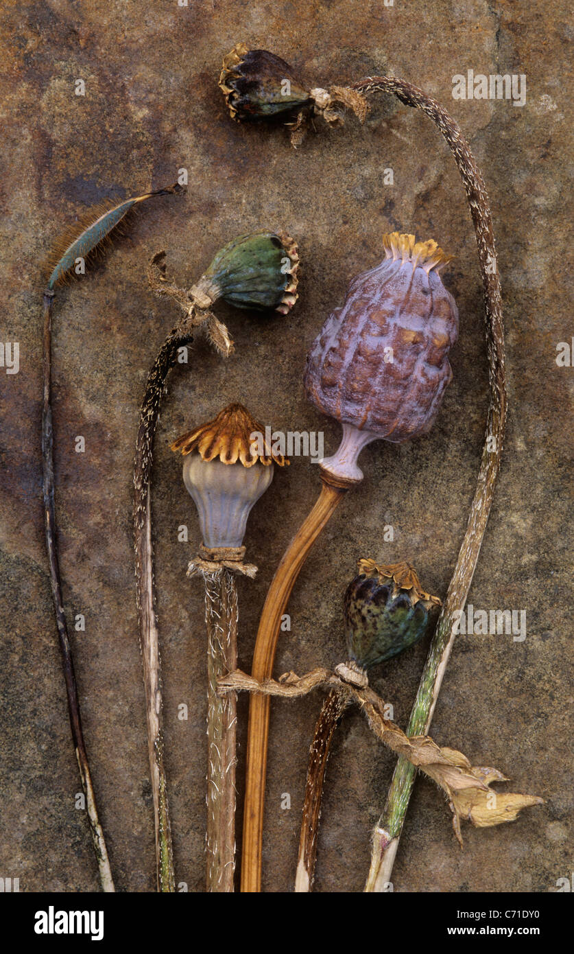 Papaver Poppy Seed heads against a brown background Stock Photo - Alamy