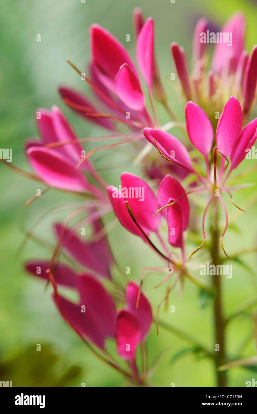 Cleome hassleriana Spider flower Pink flowers on upright stems Stock ...