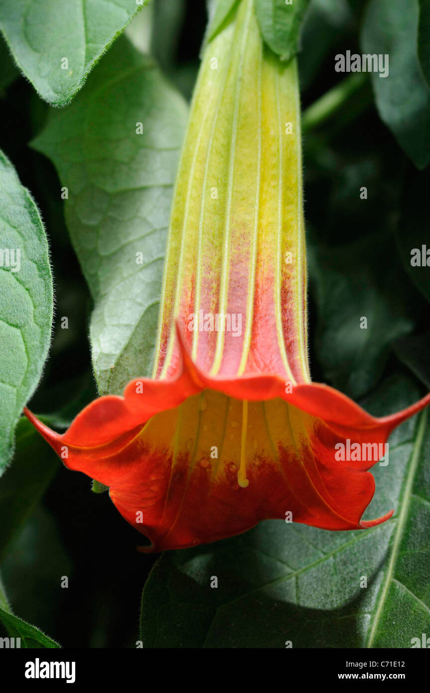 Angels trumpet plant High Resolution Stock Photography and Images - Alamy