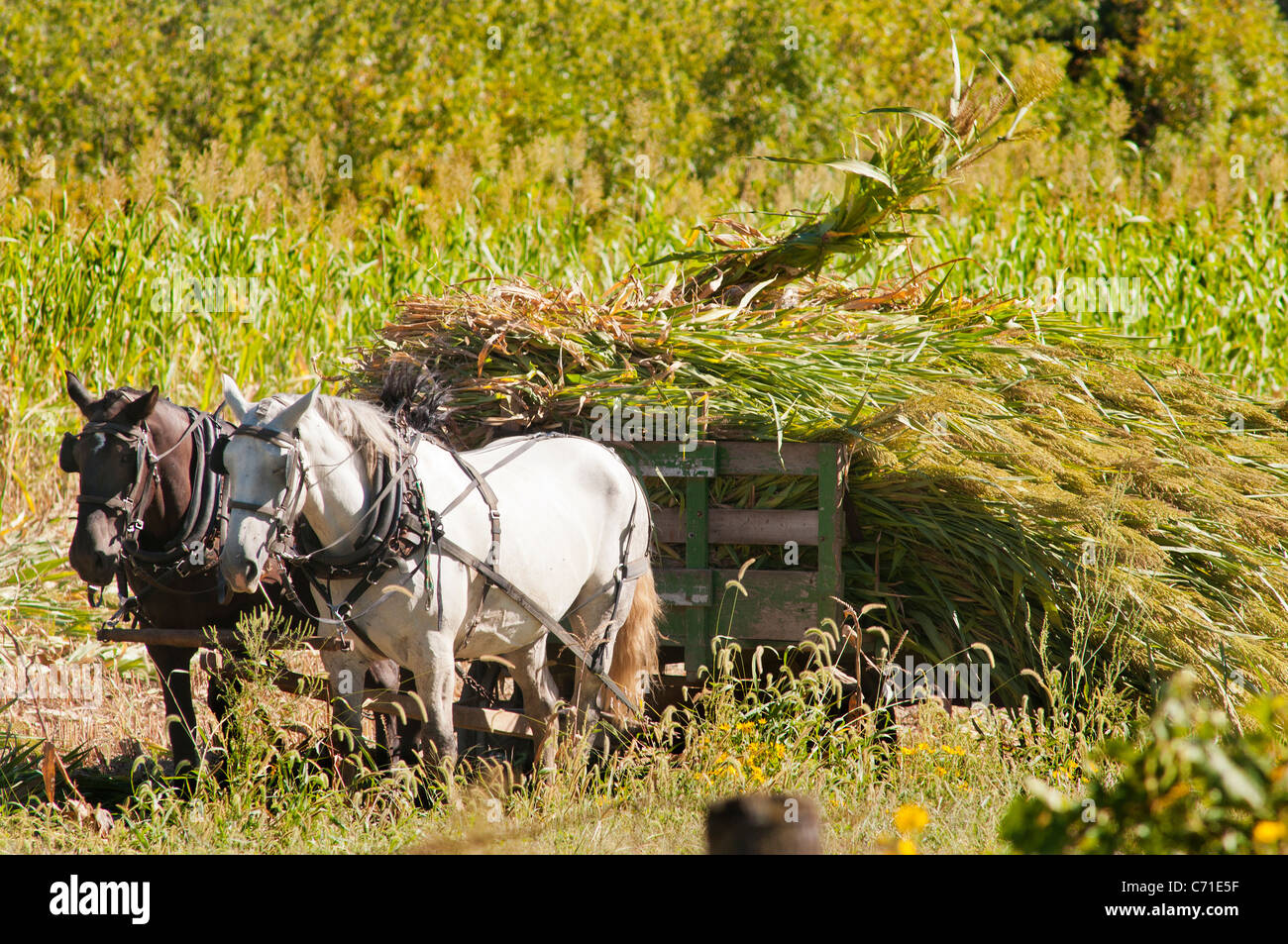 Amish wagon hi-res stock photography and images - Alamy
