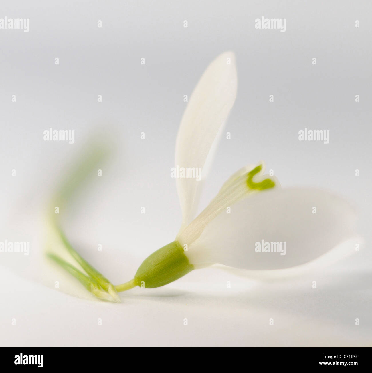 Single flower white background hi-res stock photography and images - Alamy
