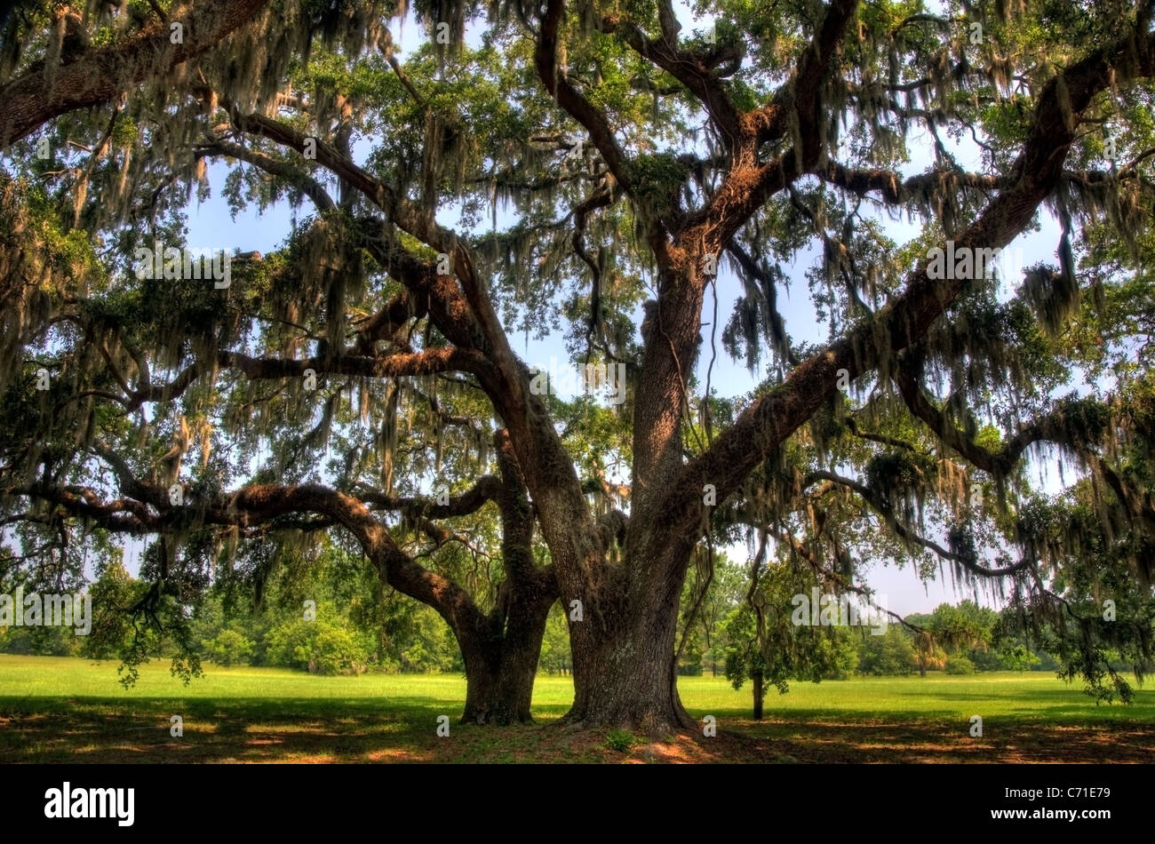 Honey Horn Hilton Head Wedding