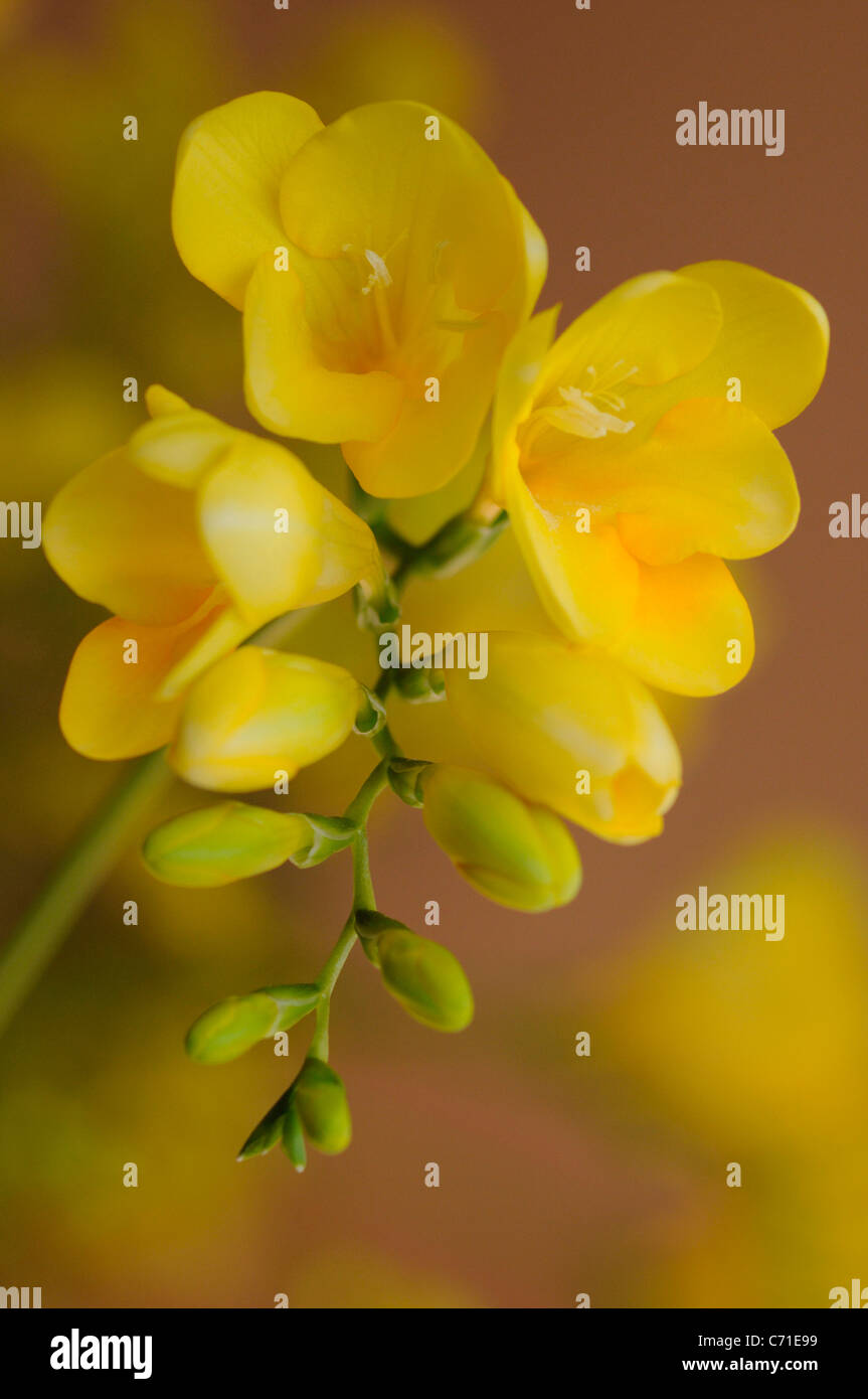 Freesia Yellow flowers Stock Photo - Alamy