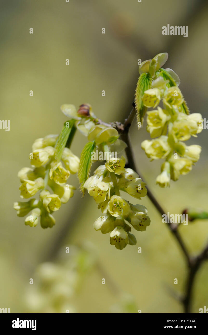 Corylopsis Winter Hazel Yellow Cream flowers on deciduous shrub Stock ...