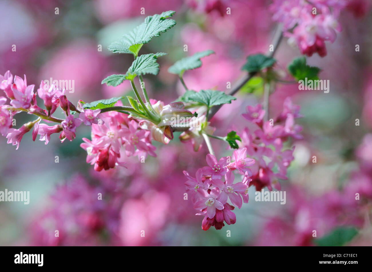 Ribes sanguineum Flowering currant in blossom with pink flowers Stock ...